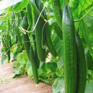 All Types of Cucumber with a Beautiful Photo List - Topperone