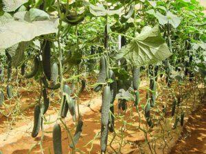 All Types of Cucumber with a Beautiful Photo List - Topperone