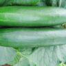 All Types of Cucumber with a Beautiful Photo List - Topperone