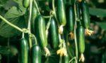 All Types of Cucumber with a Beautiful Photo List - Topperone
