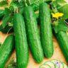 All Types of Cucumber with a Beautiful Photo List - Topperone