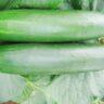 All Types of Cucumber with a Beautiful Photo List - Topperone