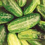 All Types of Cucumber with a Beautiful Photo List - Topperone