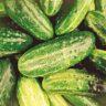 All Types of Cucumber with a Beautiful Photo List - Topperone