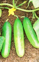 All Types of Cucumber with a Beautiful Photo List - Topperone