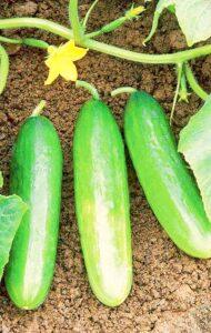 All Types of Cucumber with a Beautiful Photo List - Topperone