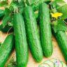 All Types of Cucumber with a Beautiful Photo List - Topperone