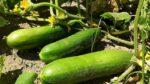 All Types of Cucumber with a Beautiful Photo List - Topperone