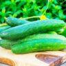 All Types of Cucumber with a Beautiful Photo List - Topperone