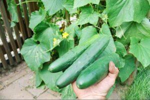 All Types of Cucumber with a Beautiful Photo List - Topperone