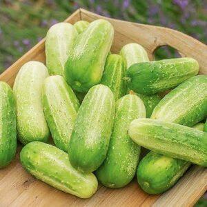 All Types of Cucumber with a Beautiful Photo List - Topperone