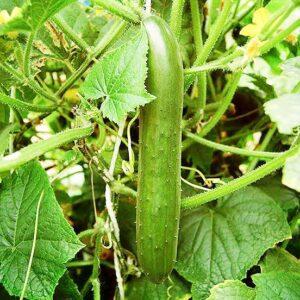 All Types of Cucumber with a Beautiful Photo List - Topperone
