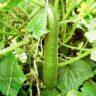 All Types of Cucumber with a Beautiful Photo List - Topperone