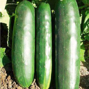 All Types of Cucumber with a Beautiful Photo List - Topperone