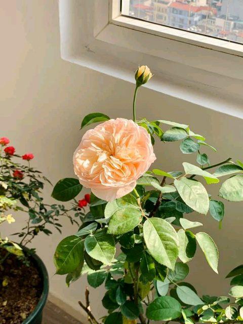 Juliet Rose Flower: Captivating Elegance in Every Petal - Topperone