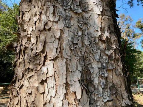 Mahogany tree | Swietenia mahagoni - Topperone