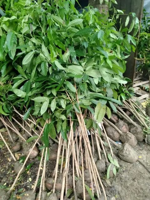 Mahogany tree | Swietenia mahagoni - Topperone