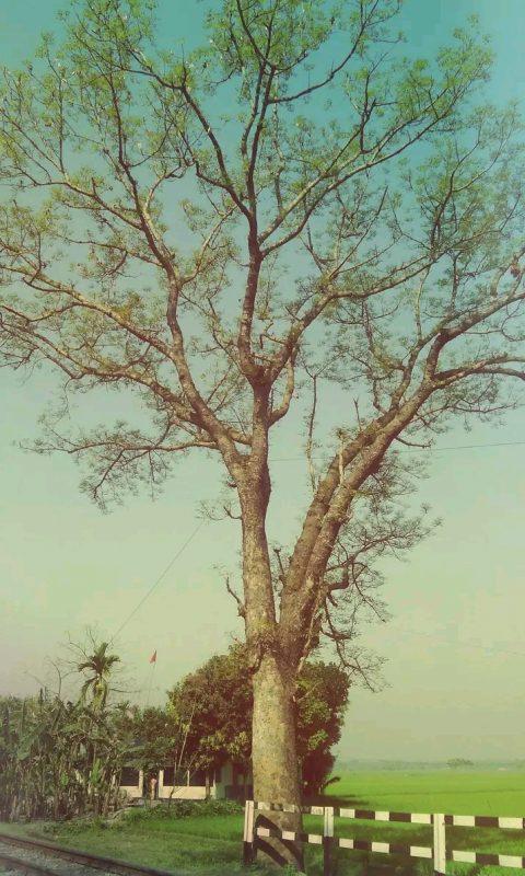 Mahogany tree | Swietenia mahagoni - Topperone