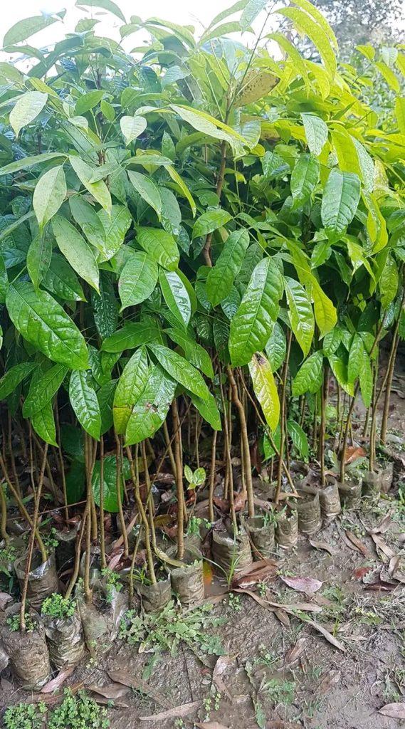 Mahogany tree | Swietenia mahagoni - Topperone