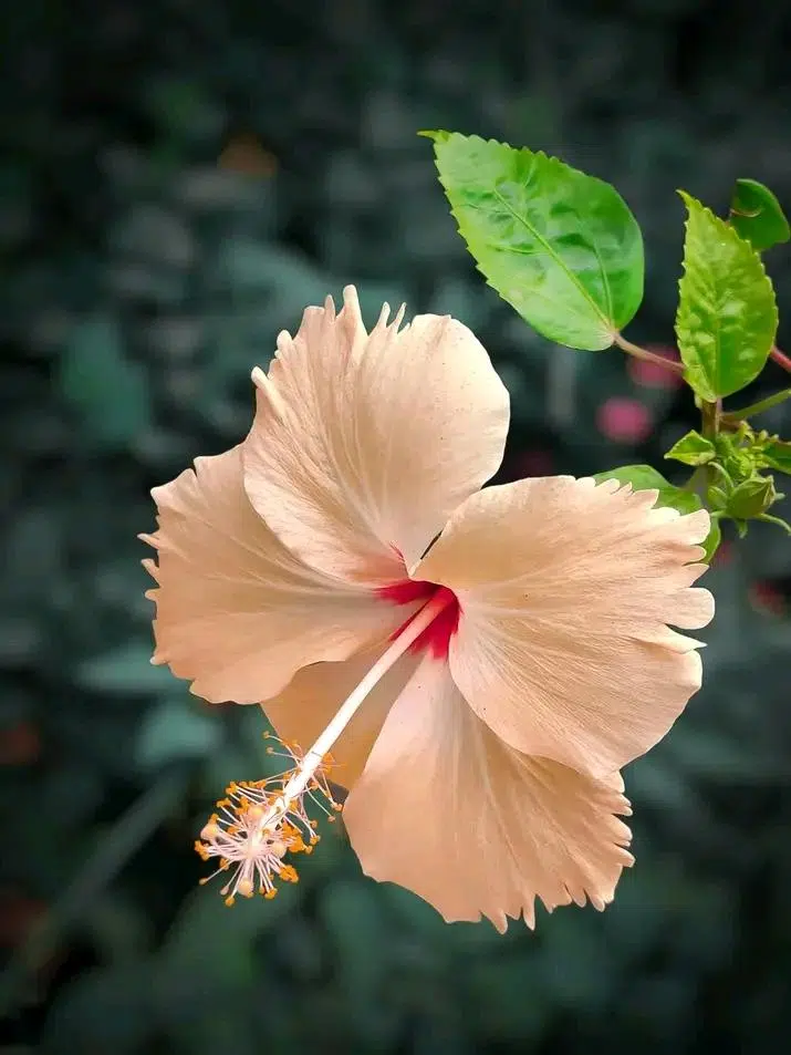 Hibiscus rosa-sinensis: Beauty, Image, Propagation and Care - Topperone