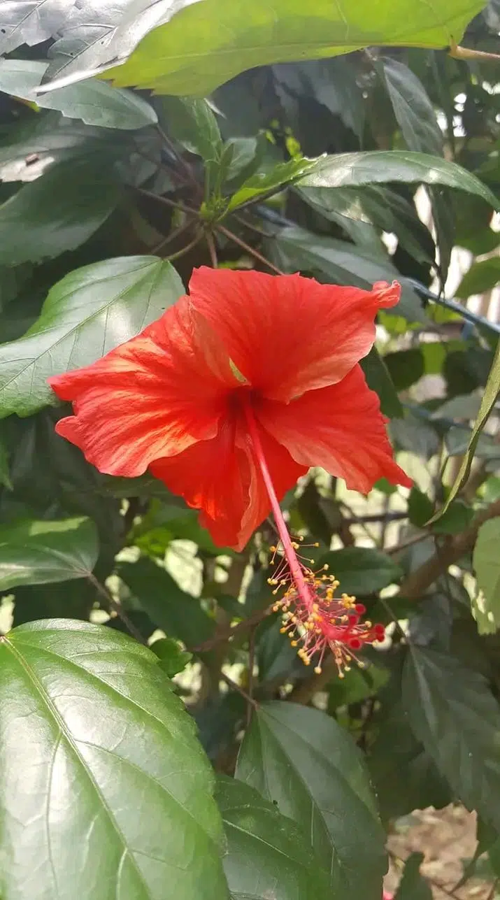Hibiscus rosa-sinensis: Beauty, Image, Propagation and Care - Topperone