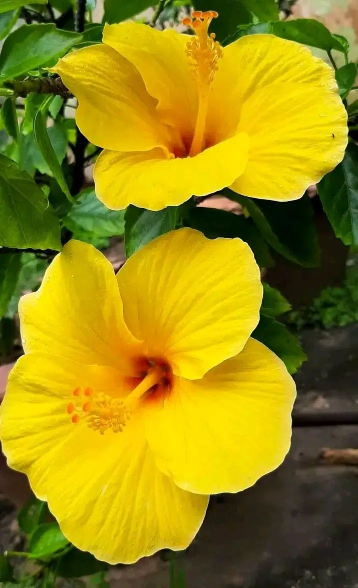Hibiscus rosa-sinensis: Beauty, Image, Propagation and Care - Topperone