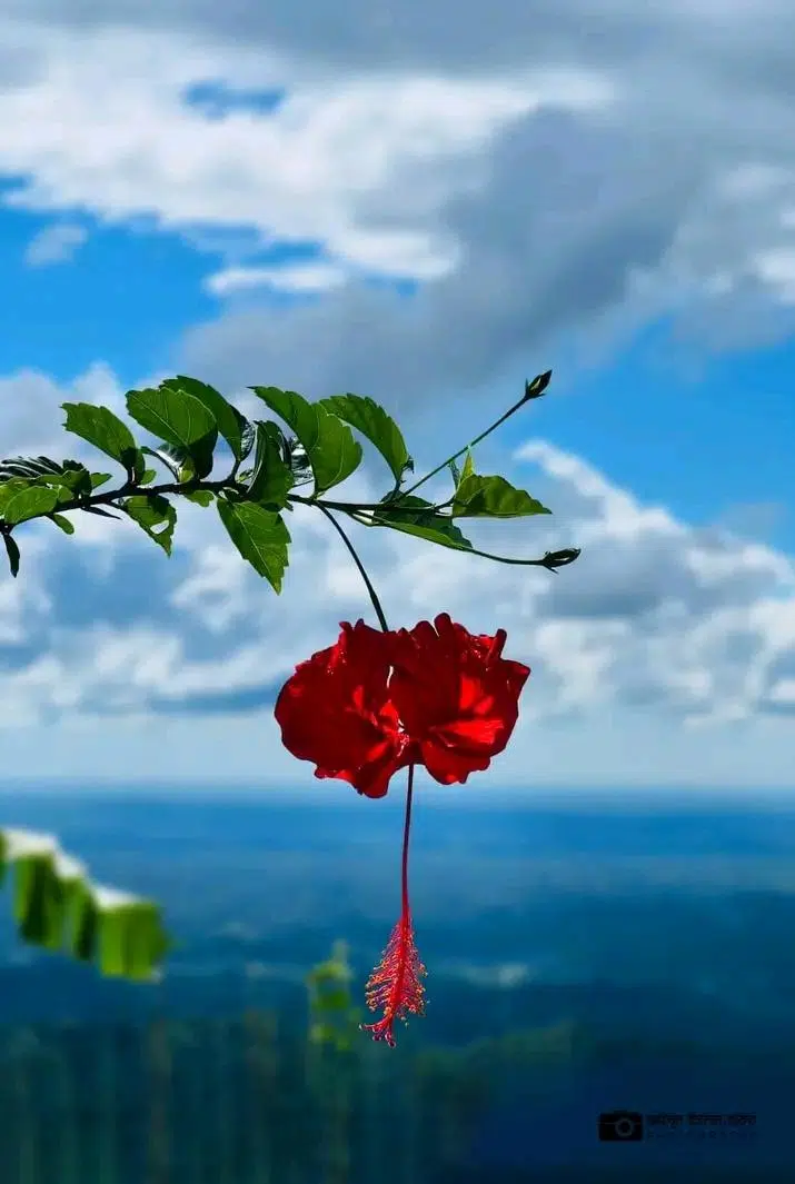 Hibiscus rosa-sinensis: Beauty, Image, Propagation and Care - Topperone