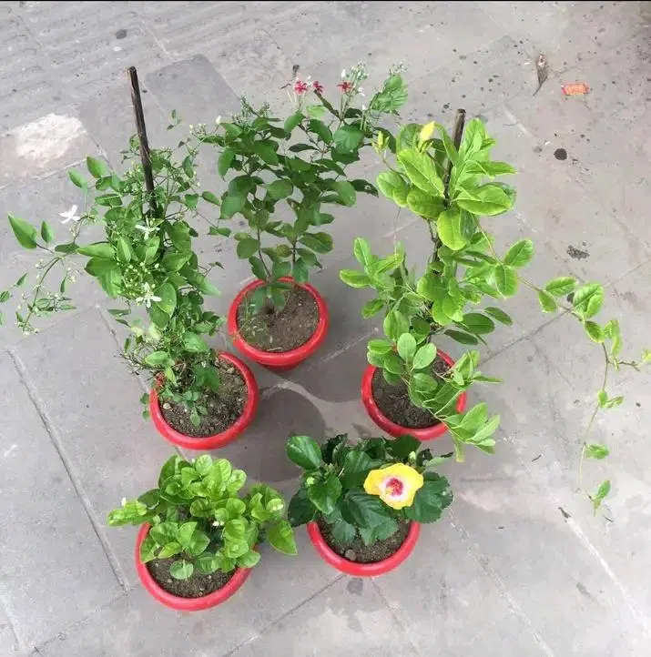 Hibiscus rosa-sinensis: Beauty, Image, Propagation and Care - Topperone