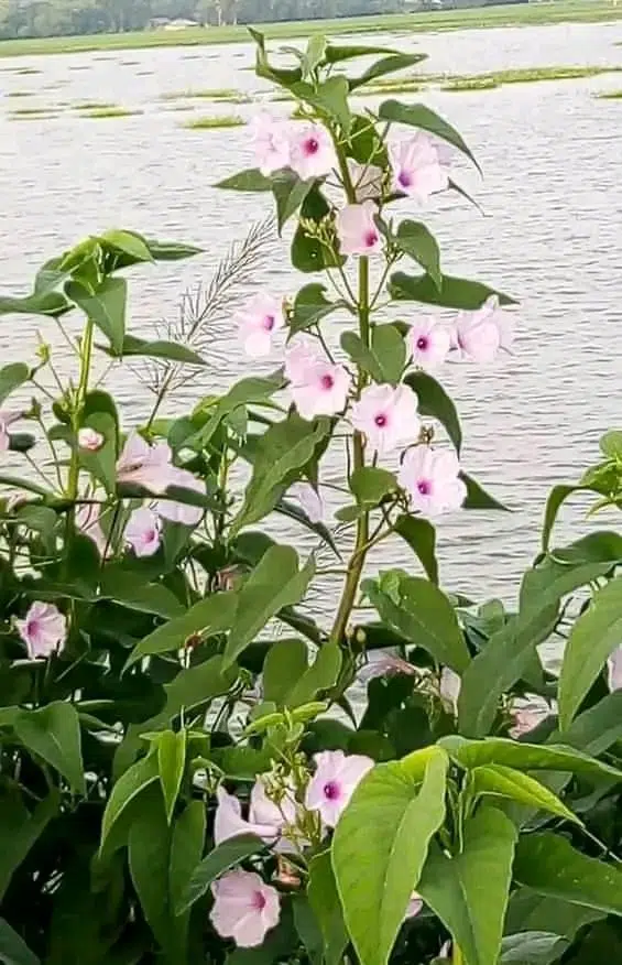 Ipomoea carnea: Price, Benefits, Care, Image and Propagation - Topperone