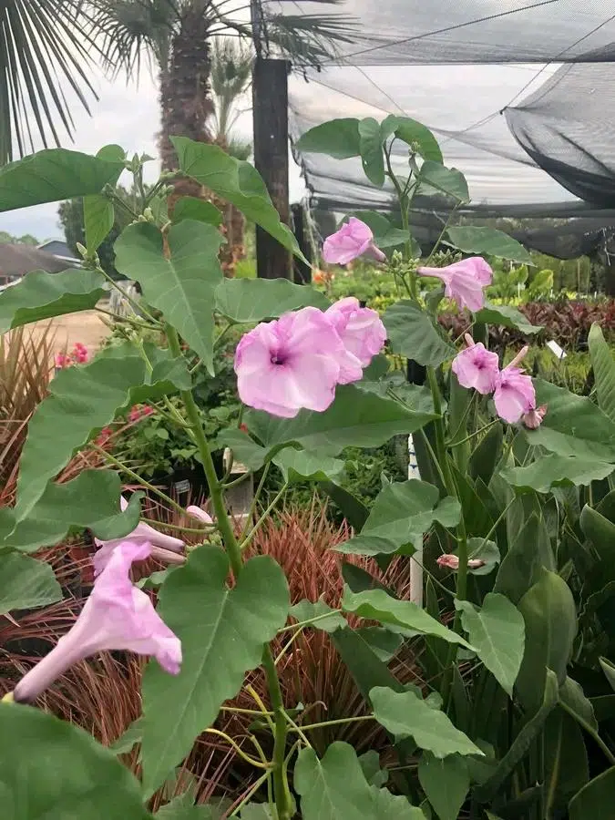 Ipomoea carnea: Price, Benefits, Care, Image and Propagation - Topperone