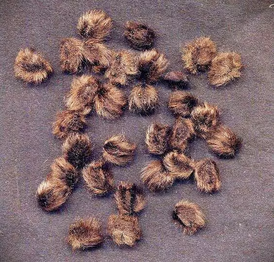 Ipomoea carnea: Price, Benefits, Care, Image and Propagation - Topperone